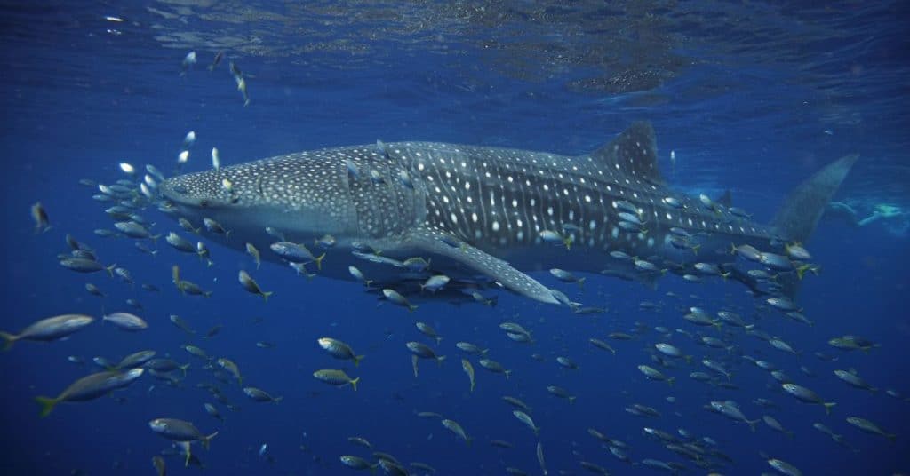 What Does Whale Milk Taste Like? - Chef Tastes